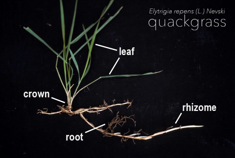 The Value of Quackgrass | Elytrigia repens (L.) Nevski | The Gentleman ...